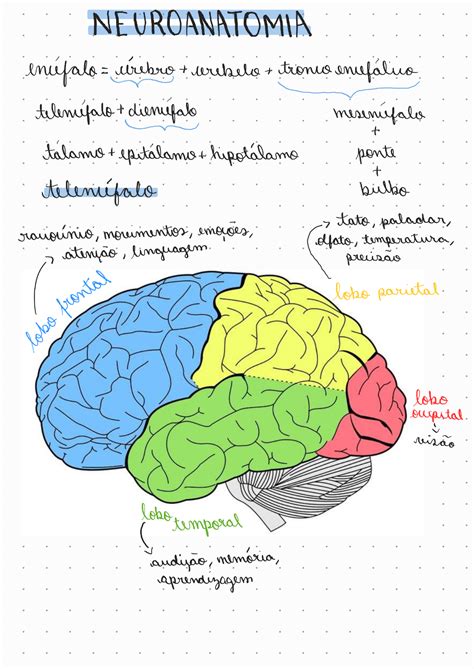 Neuroanatomia 1 Telencéfalo E Diencéfalo Anatomia Humana I