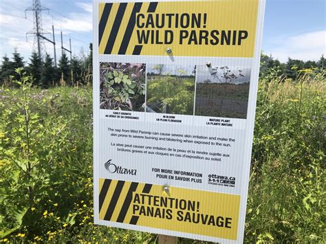 Wild Parsnip And Other Invasive Species Bay Ward Bulletin