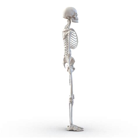 Ma Human Female Skeleton Rigged