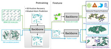 Schematic Illustration Of The Uni Mol Framework Download Scientific