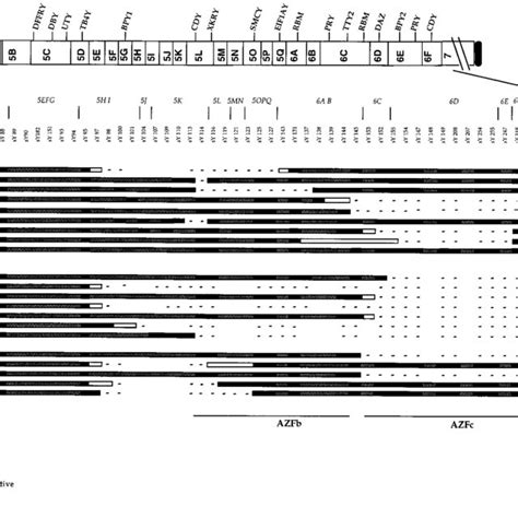 A Schematic Representation Of The Human Y Chromosome Showing On Top