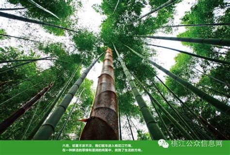 在桃江，怎么过夏天？
