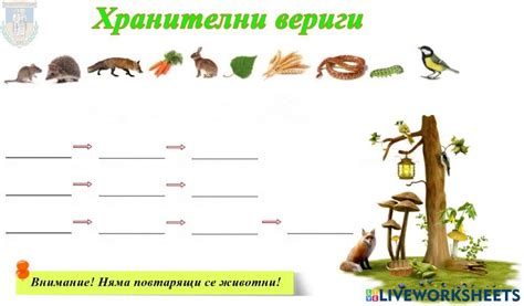 Хранителни вериги Exercise Live Worksheets