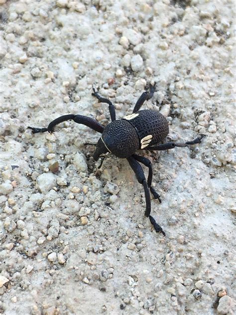 Bug From Chile Rwhatsthisbug