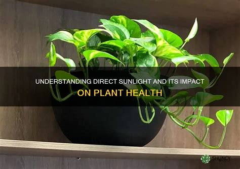 Understanding Direct Sunlight And Its Impact On Plant Health ShunCy