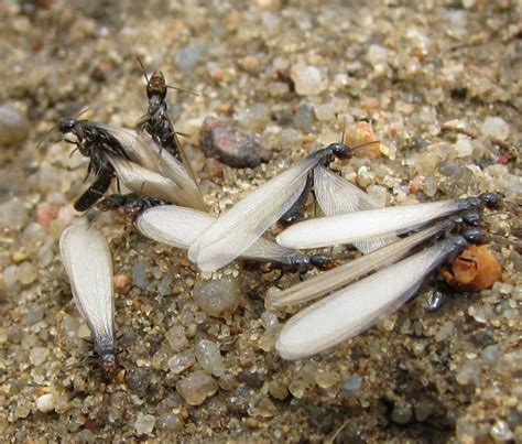 Bug Eric Termite Swarms