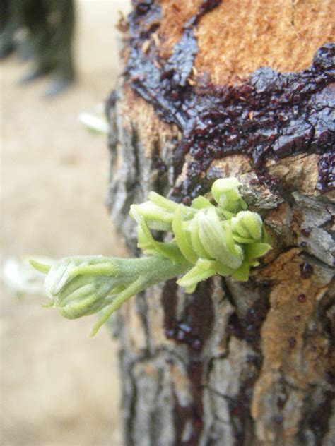Growing Trees Without Water Face Of Malawi