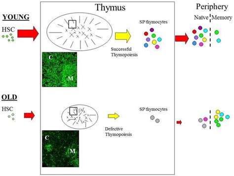 The Effect Of Age On Thymic Function Schematic Diagram Outlining The