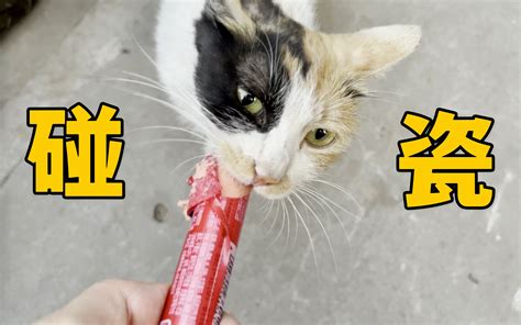 我！萌宠指南，终于被流浪猫碰瓷了 萌宠指南 萌宠指南 哔哩哔哩视频
