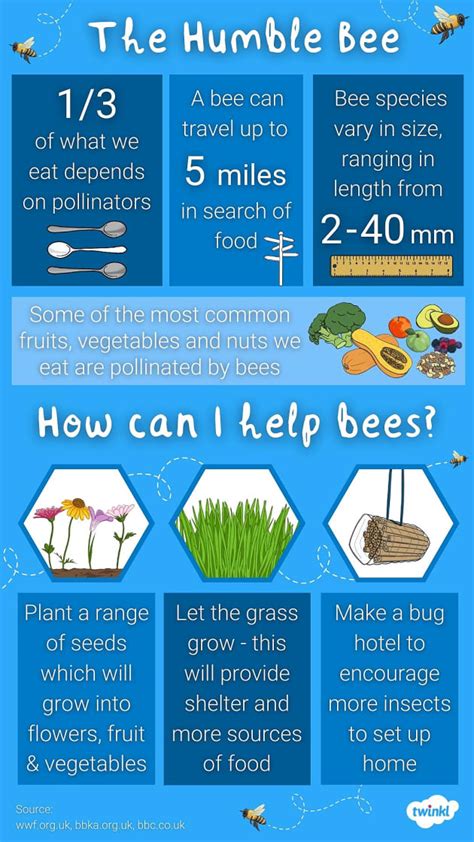 Why Are Bees So Important Twinkl