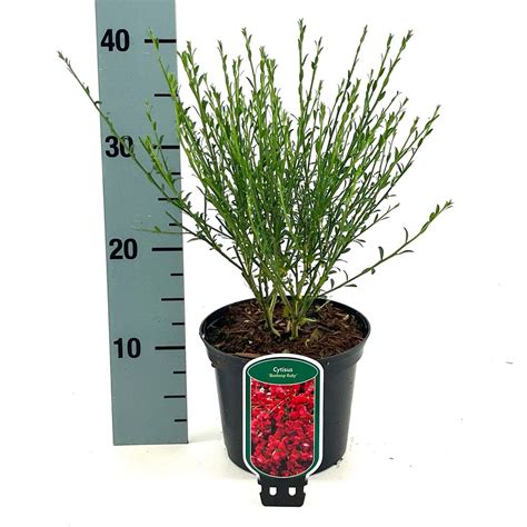 Cytisus Boskoop Ruby — Plant Wholesale Floraccess