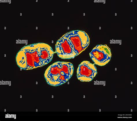 Methylobacter Mesophilicum Coloured Transmission Electron Micrograph Tem Of The