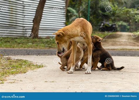 Perros Callejeros Y Cachorros Foto De Archivo Imagen De Paro Perrito