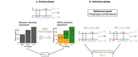 Schematic Representation Of Baseqtl With Observed Genotypes Rna Seq Download Scientific