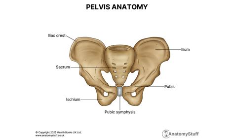 Pelvis Bone Anatomy Anatomy Of Human Pelvic Bone Journal For Sale By