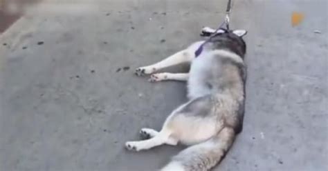 哈士奇玩瘋了不願意回家，怒瞪了主人兩秒，結果畫風卻突然大變！網友們看了笑到不行~
