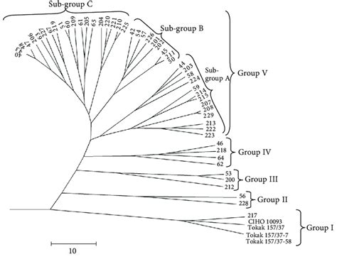 radial dendrogram based on ssr marker data download scientific diagram