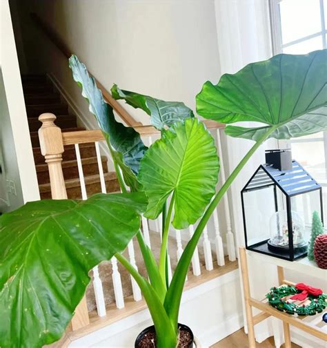 Phong Thủy Và Tài Lộc Có Nên Trồng Cây Khoai Môn Tai Voi Trong Nhà Không