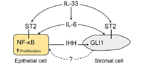 Model Of Hh And Il 33 Synergy In Il 33 Induced Ehbd Epithelial Cell