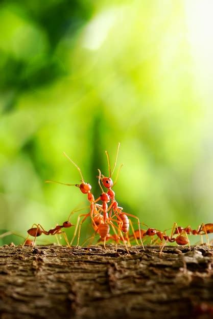 Premium Photo Ant Action Standing Ant Bridge Team Unity Team