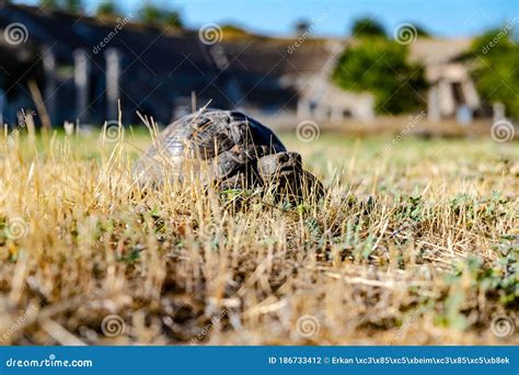 Turtle At The Edge Of Tiny Cliff Stock Photo Image Of Tiny Slow