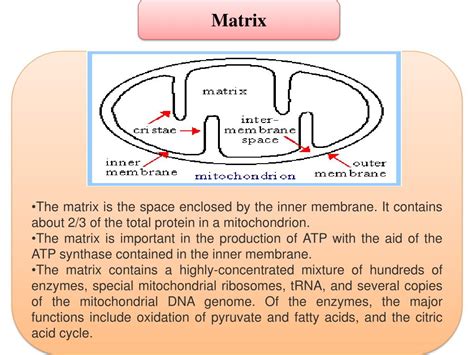 Ppt Mitochondria Powerpoint Presentation Free Download Id 1950830