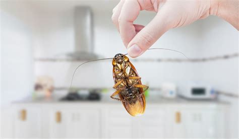 Common Kitchen Insects And Ways To Get Rid Of Them