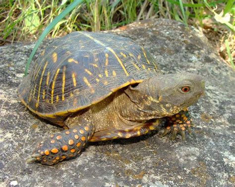 Ornate Box Turtle Care Habitat Diet Size Lifespan