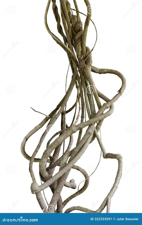 Forest Tree Trunks With Climbing Vines Twisted Liana Plant And Green