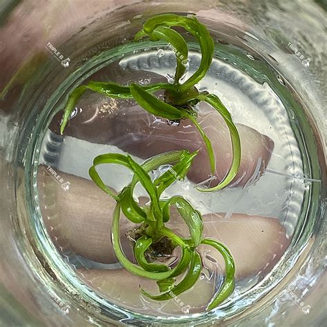 Tissue Culture Philodendron Polypodioides Triple B Lab