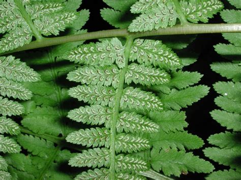 Athyrium Filix Femina Athyriaceae