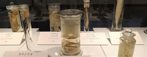 Hakodate City Museum