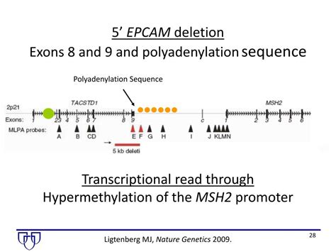 Ppt Update Of Lynch Syndromelsgenetics Natural History