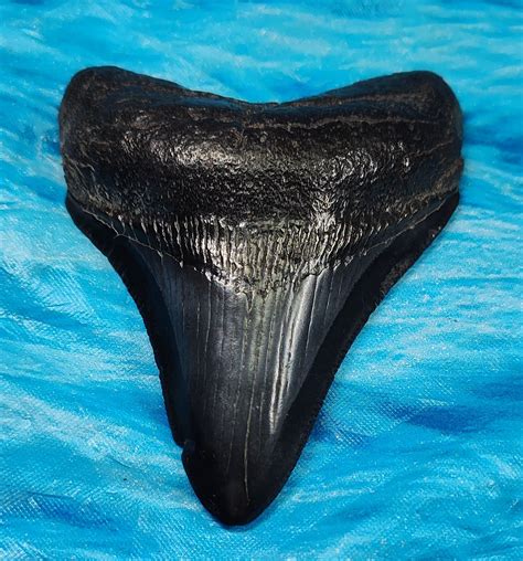 Collector Quality Megalodon Shark Tooth · L1 3 08 L2 2 85 · Megateeth