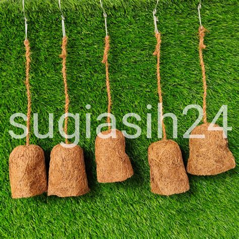 Jual Pot Tanaman Jenggot Musa Pot Janggut Nabi Rumput Spanyol Kab