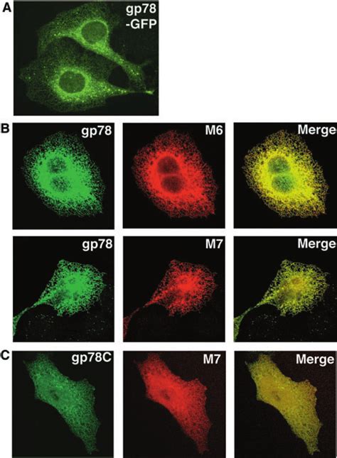Subcellular Localization Of Gp78 A U2os Cells Stably Expressing Gp78