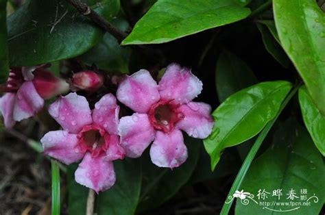 毛旋花Strophanthus gratus 花卉图片网