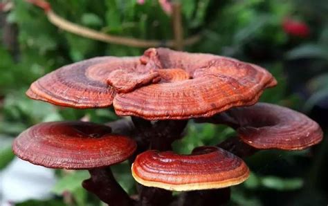 Stable Quality Reishi Mushroom Extract Ganoderma Lucidum