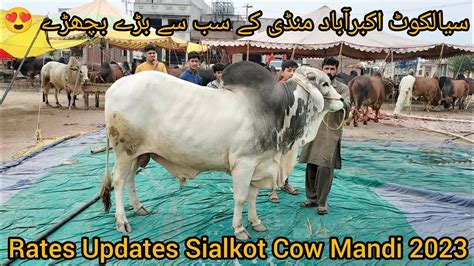 Heavy Bulls In Sialkot Akbrabad Main Mandi 2023 Rates Update Sialkot