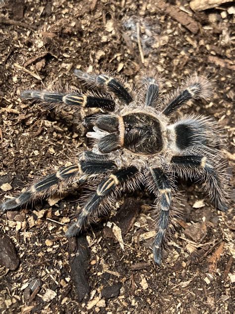 Chaco Golden Knee Vs 🦗 R Tarantulas