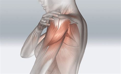 Chiropractic Care For Frozen Shoulder The Benefits