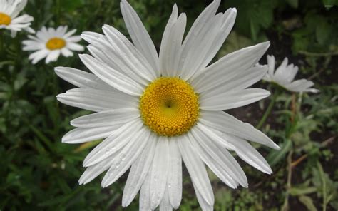 Daisy With Water Drops Wallpaper Flower Wallpapers 45428