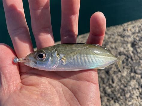 オーナー 豆アジ弾丸を徹底インプレッション まるなか大衆鮮魚
