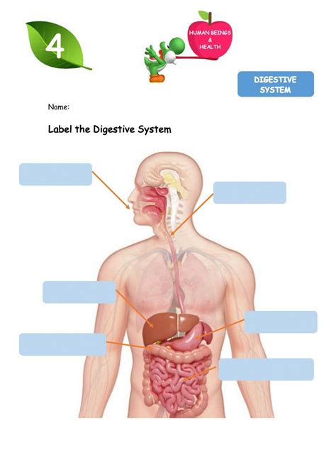 Digestive System Worksheet For Grade 4