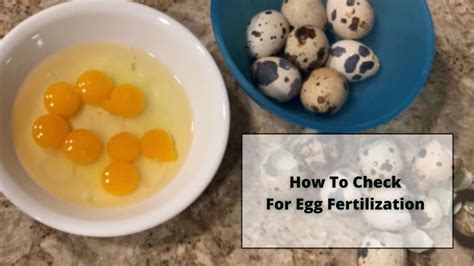 How To Check If Your Quail Or Chicken Eggs Are Fertilized For