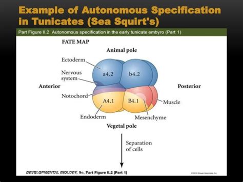 Cell Fate By Progressive Determinants