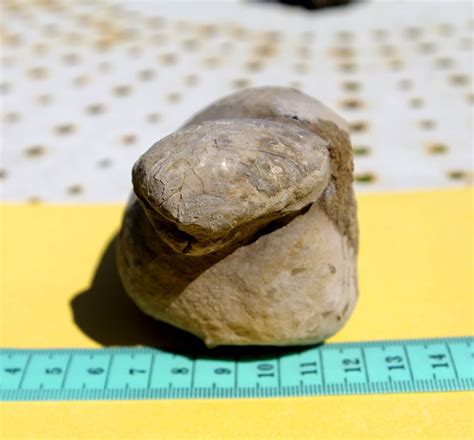 Bivalve On A Peeble Member Collections The Fossil Forum