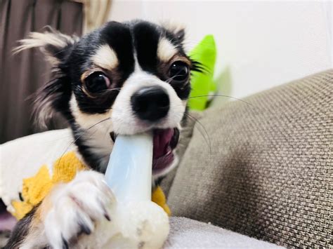 チワックスのロジャー On Twitter おもしろい顔でカミカミ中🤣 犬好きさんと繋がりたい チワックス チワワ ペット