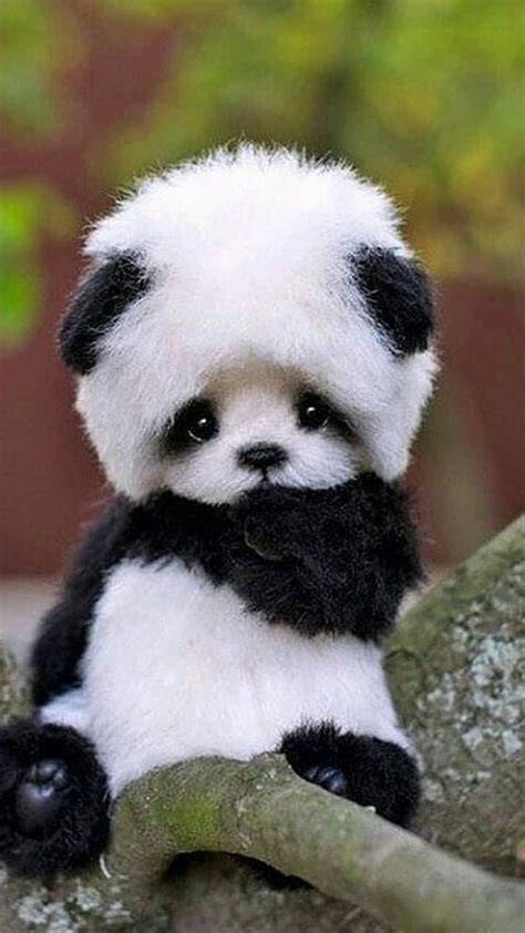 Cute Baby Panda Wallpaper Hd Infoupdate Org