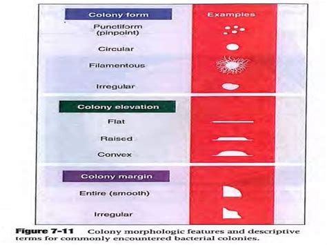 Identification Of Bacteria Pptx